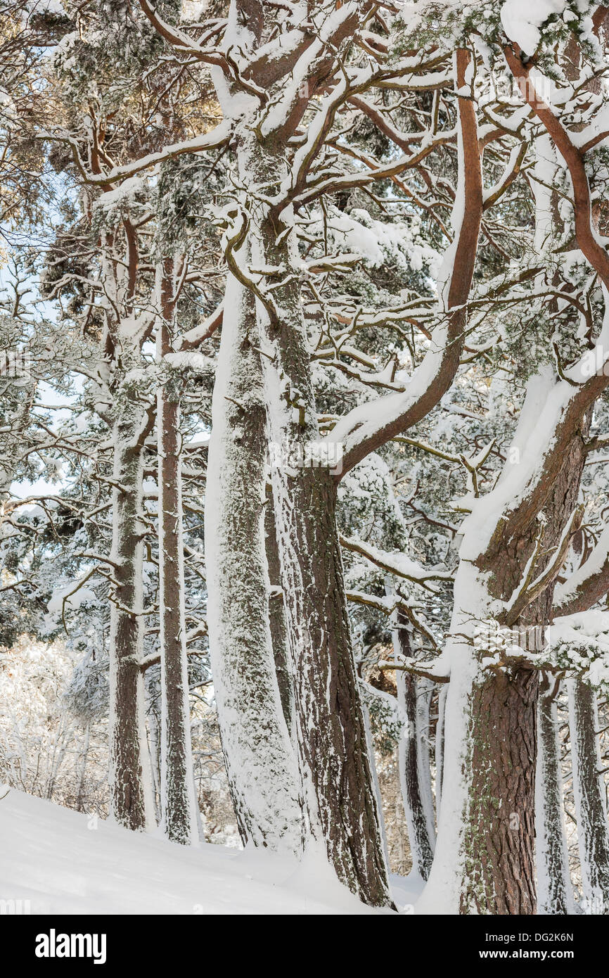 Snow on trees in Strathdon in Aberdeenshire,Scotland Stock Photo - Alamy