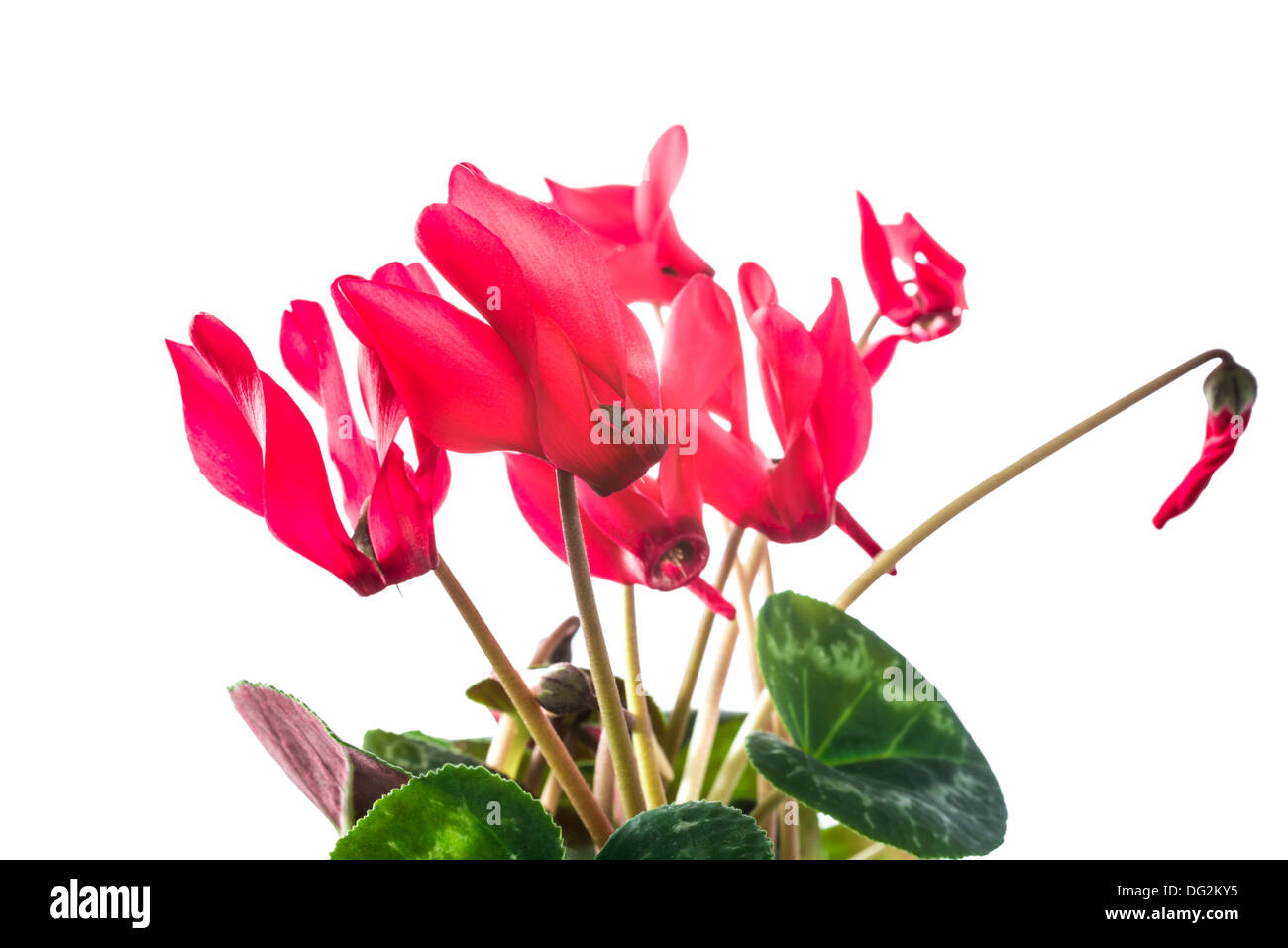 the red cyclamen is isolated on white, closeup Stock Photo - Alamy