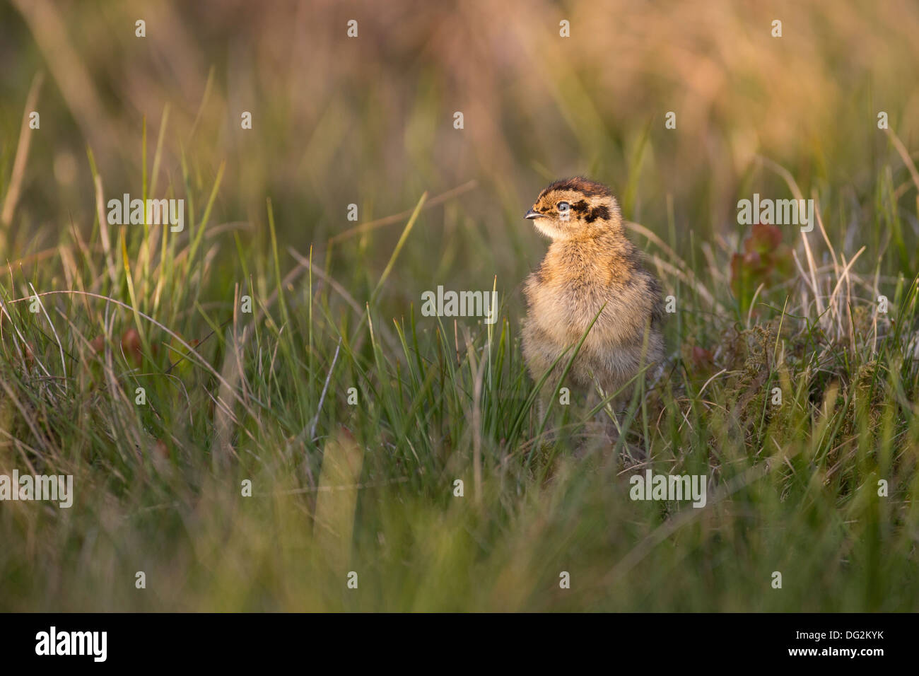 England moorland bird hi-res stock photography and images - Alamy