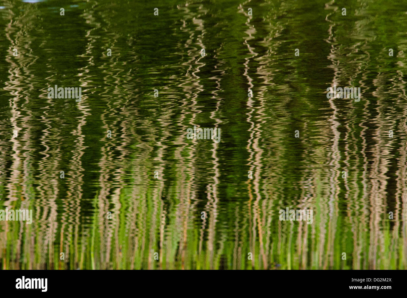 Reeds and rushes hi-res stock photography and images - Alamy