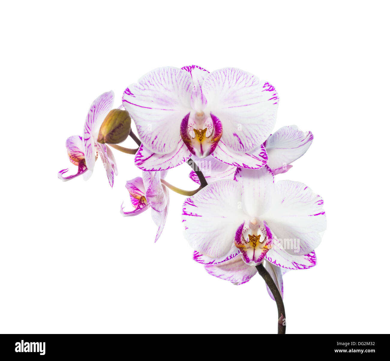 Striped orchid hi-res stock photography and images - Alamy