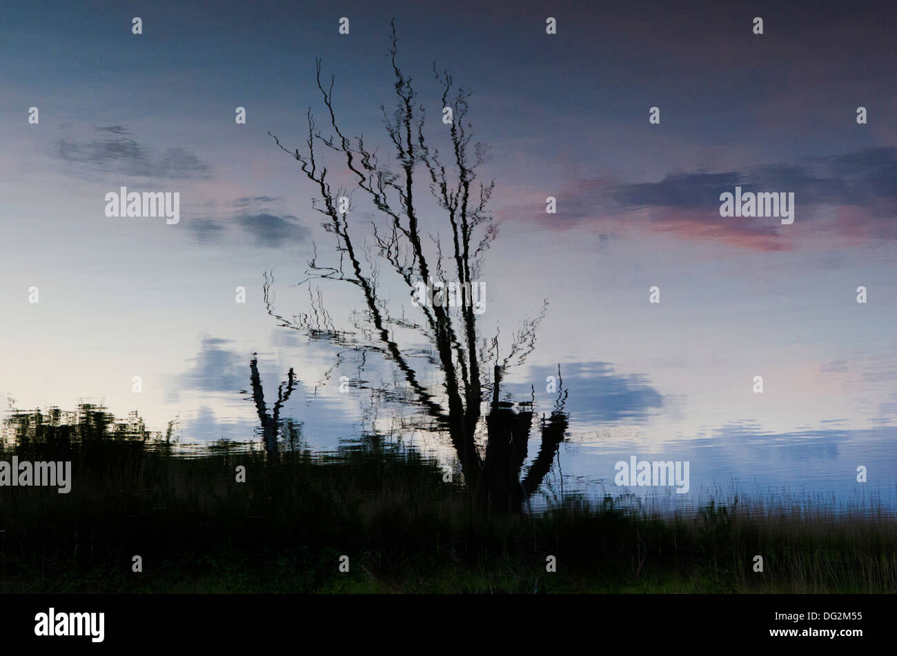 Dead tree with clouds hi-res stock photography and images - Alamy