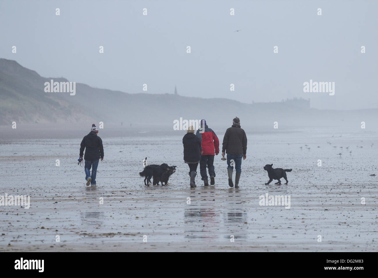 Dog walker/walkers walking on beach. UK Stock Photo - Alamy