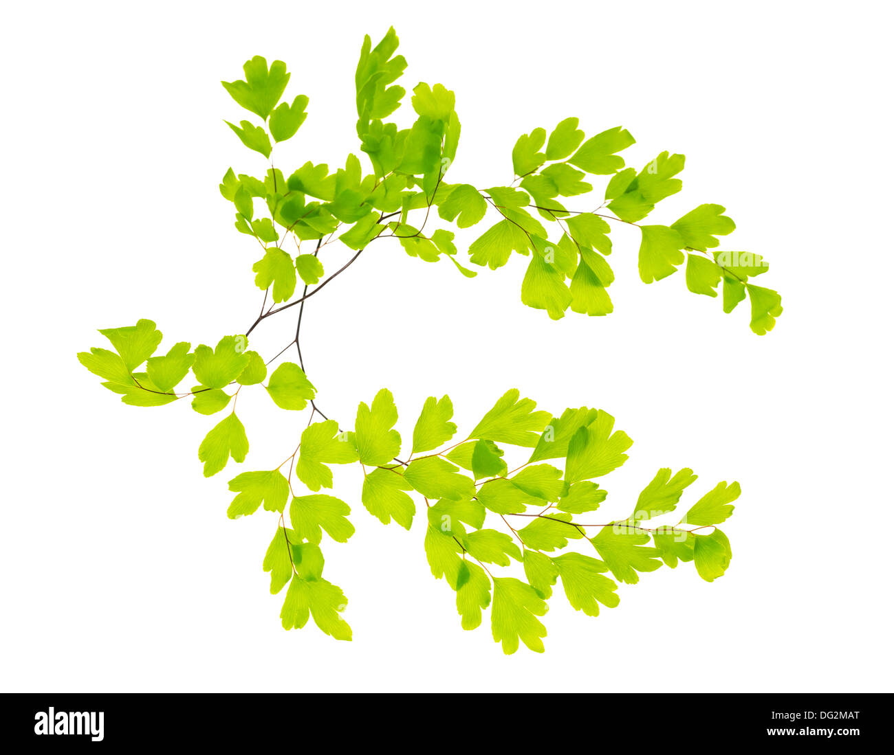 Two crossed green branches hi-res stock photography and images - Alamy