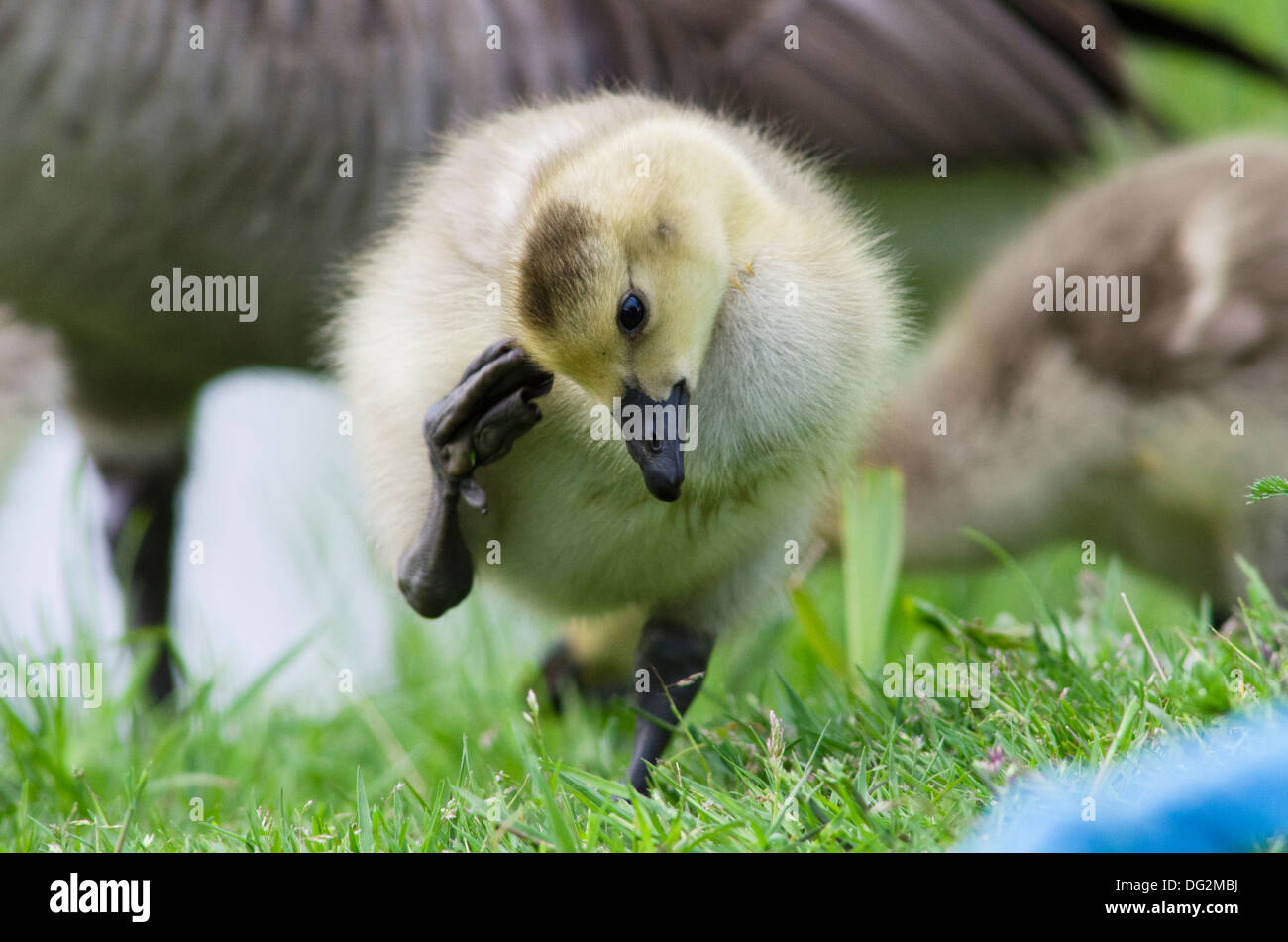 Goose gosling canadensis hi-res stock photography and images - Alamy