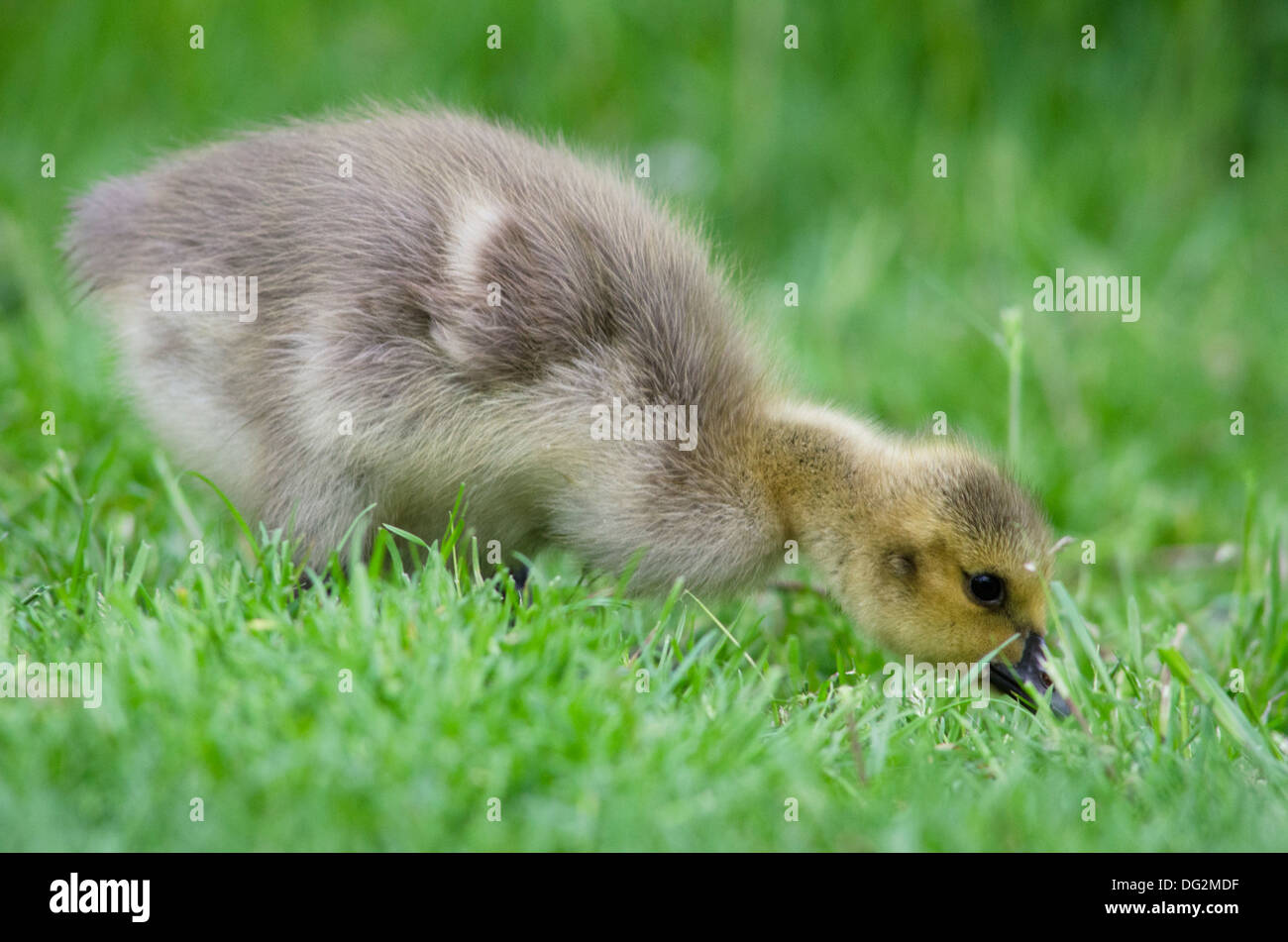 Ant grass hi-res stock photography and images - Alamy