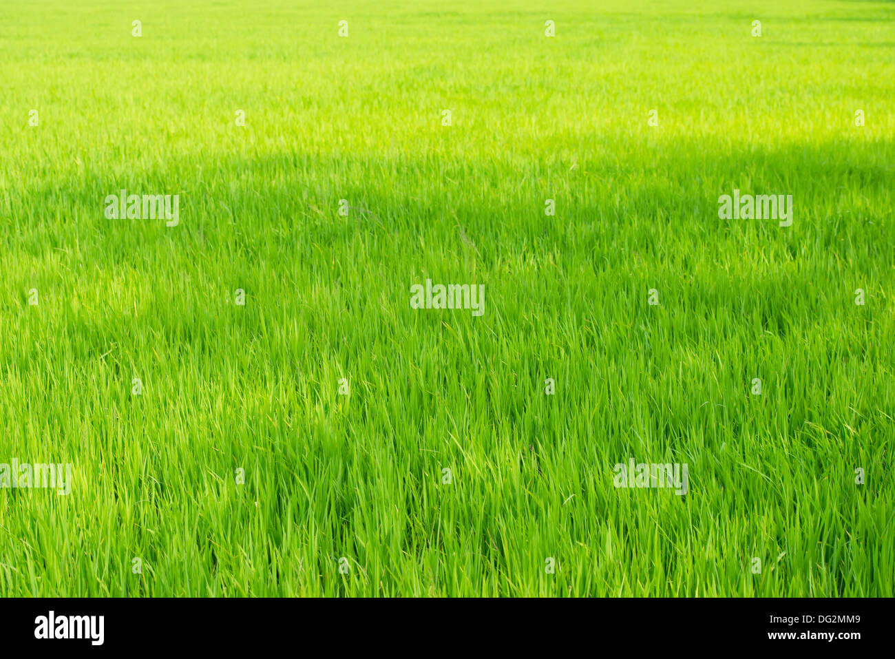 Meadow green rice grass hi-res stock photography and images - Alamy