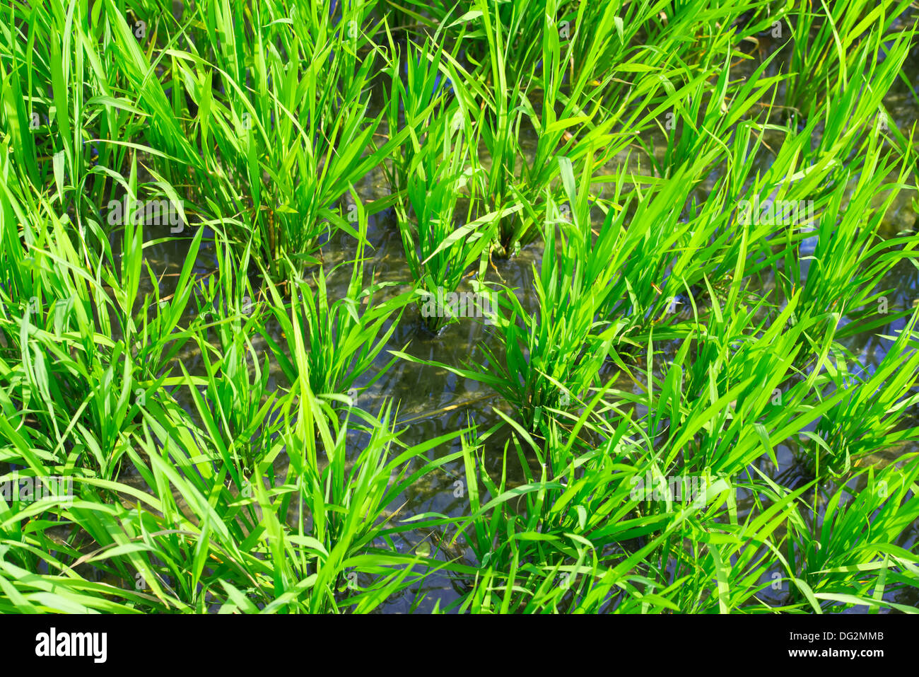 Rice water hi-res stock photography and images - Alamy