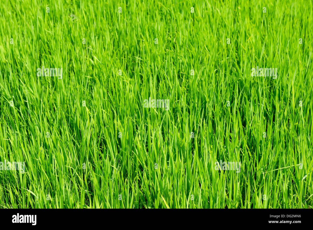 Rice grass hi-res stock photography and images - Alamy
