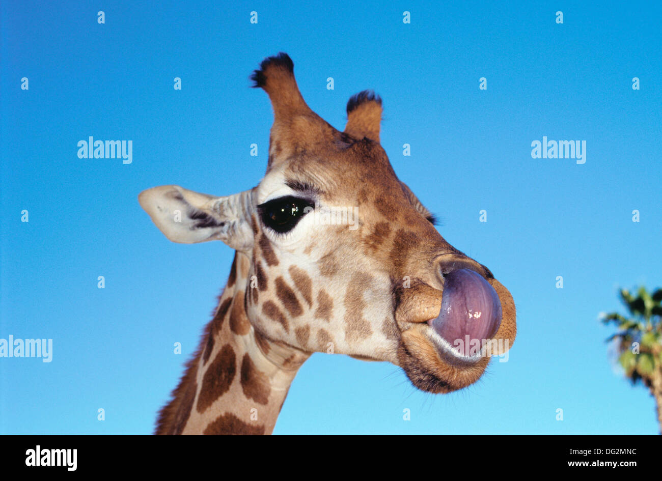 Giraffe tongue giraffa lick hi-res stock photography and images - Alamy