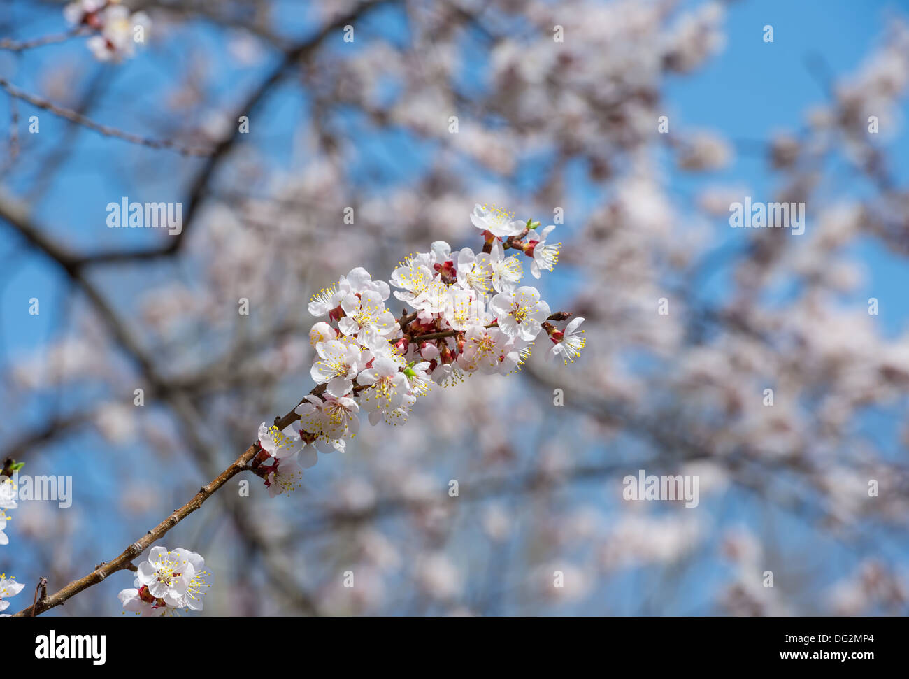 blossoming single branches of an apricot , background Stock Photo - Alamy