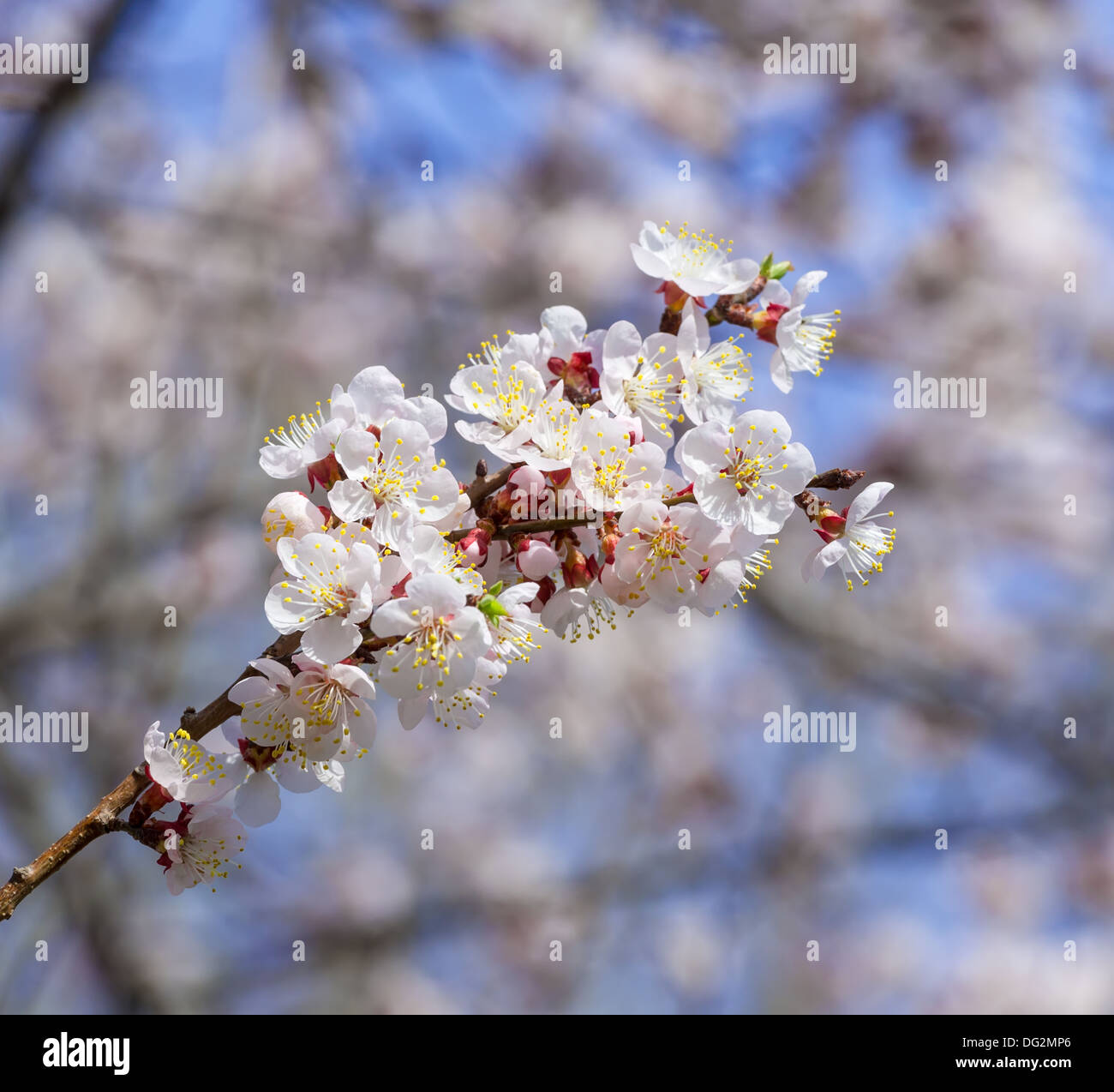 white single branches of an apricot , background Stock Photo - Alamy