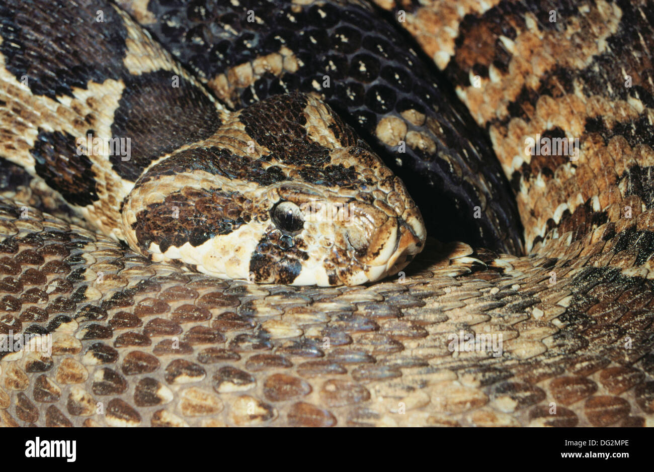 Vipera palaestinae hi-res stock photography and images - Alamy
