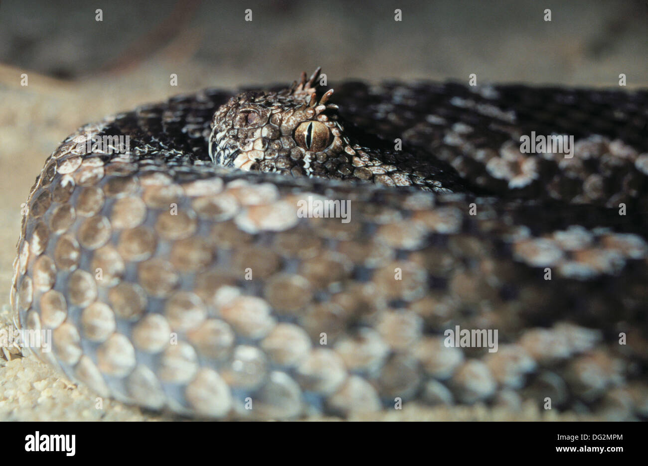 Many horned adder hi-res stock photography and images - Alamy