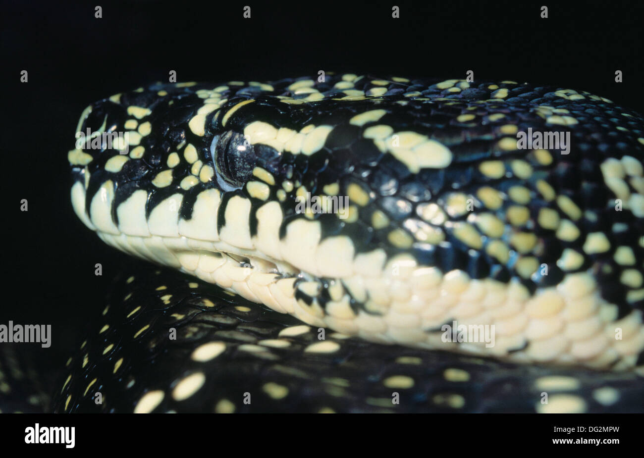 Diamond Python Morelia Spilota Spilota Stock Photos & Diamond Python ...