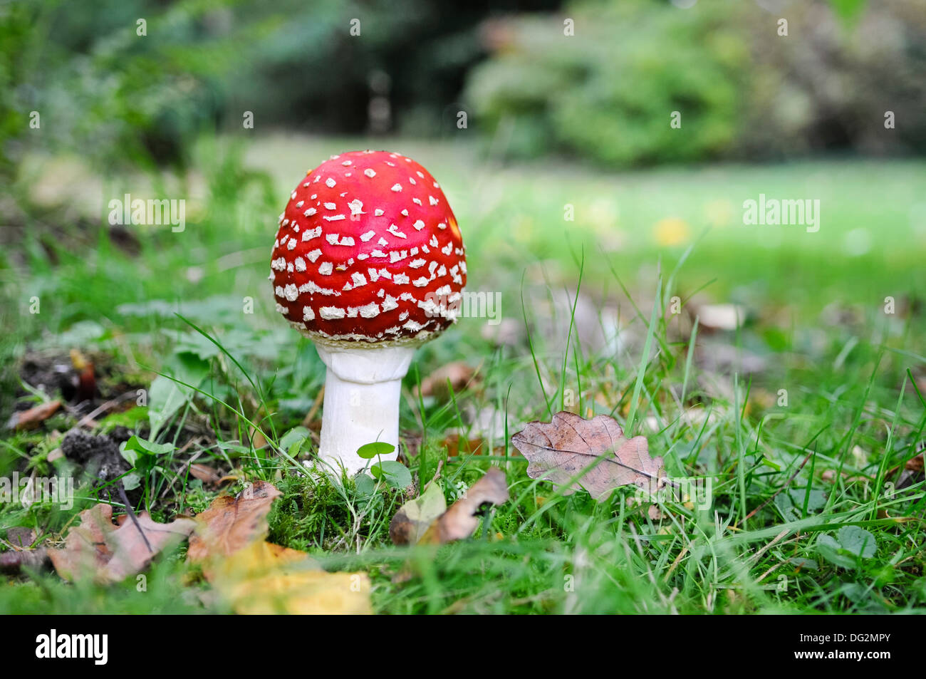 Fly Agaric mushroom toadstool, with the famous red cap with white spots ...