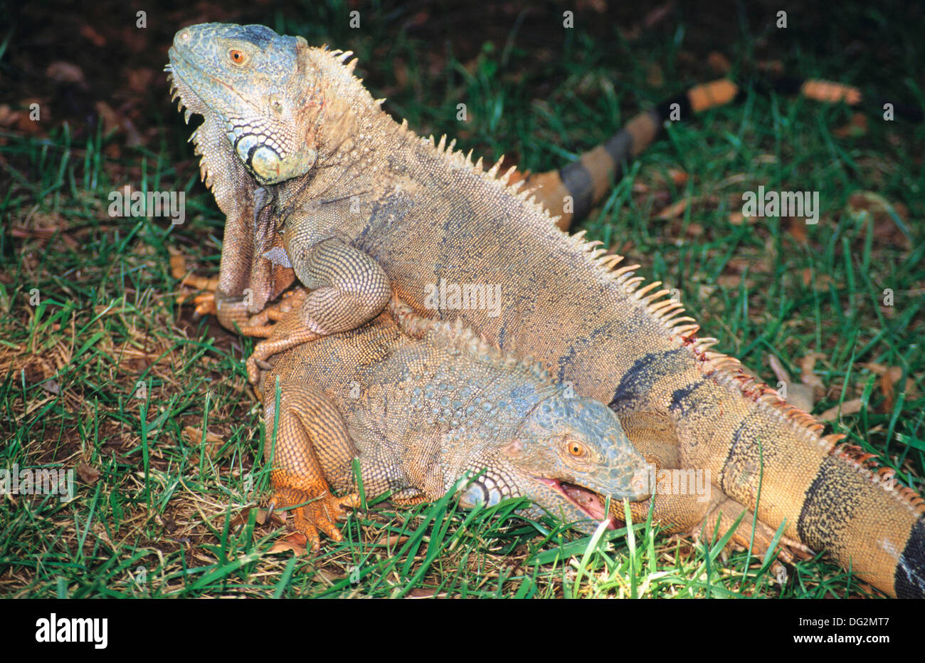 Fighting iguanas hi-res stock photography and images - Alamy