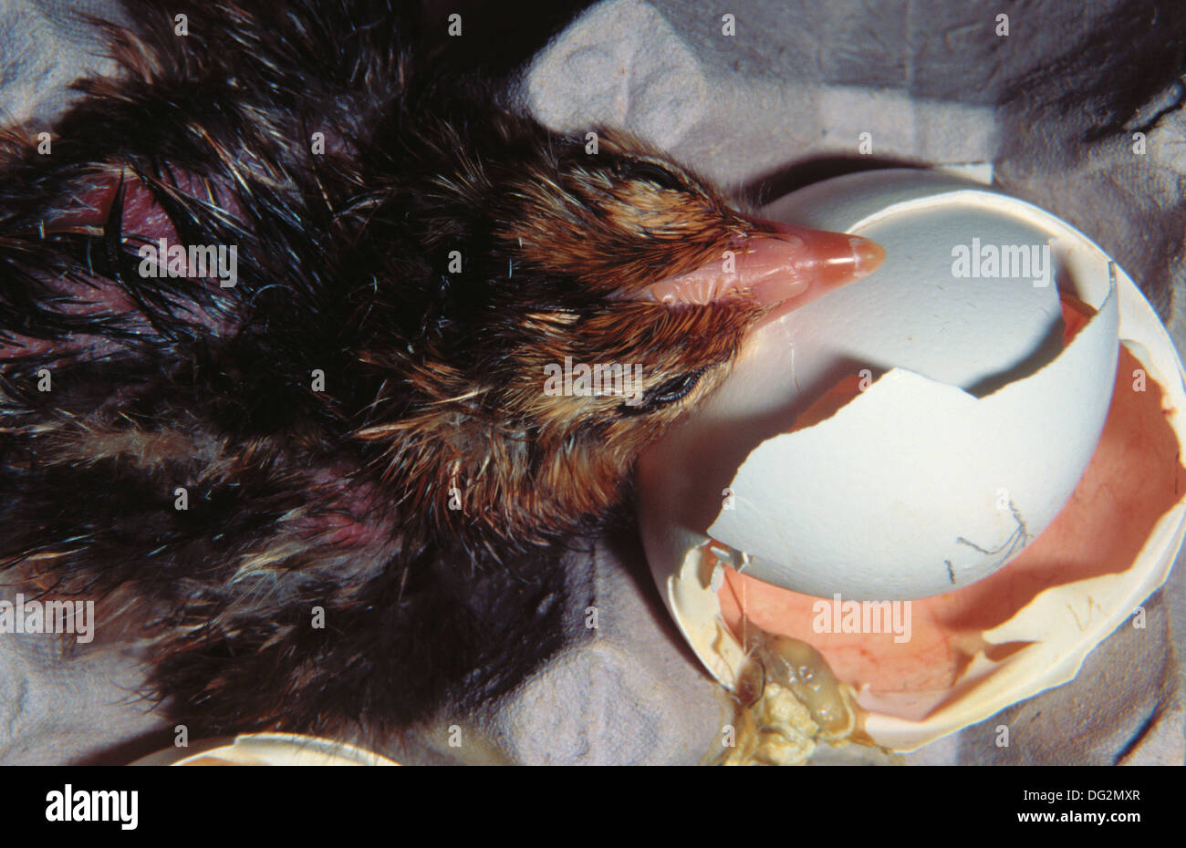 Chick after hatching hi-res stock photography and images - Alamy Chick after hatching hi-res stock photography and images - Alamy