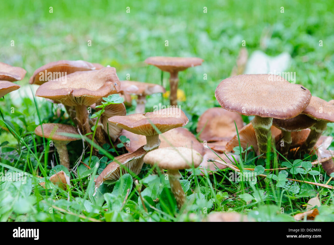 Collybia butyracea hi-res stock photography and images - Alamy