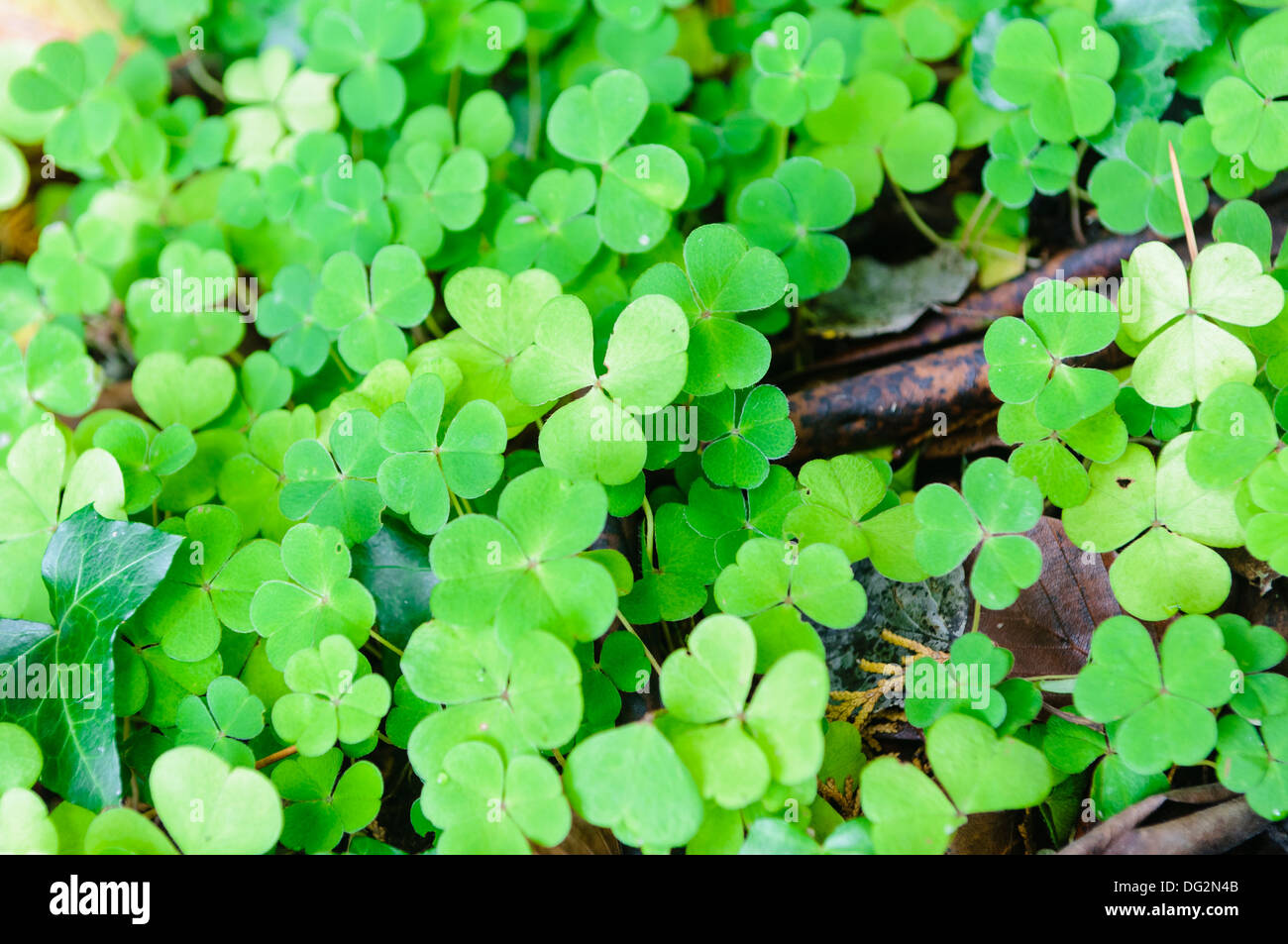 Shamrock plant three leaves hi-res stock photography and images - Alamy