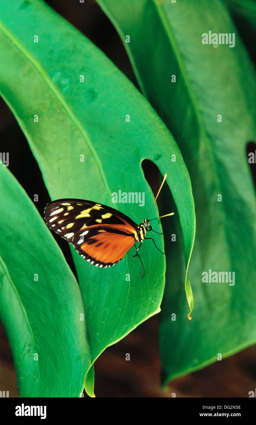 The Helicon High Resolution Stock Photography and Images - Alamy