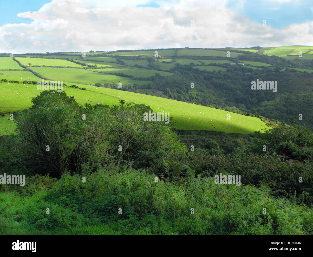 English farm Fields and sheep Stock Photo - Alamy