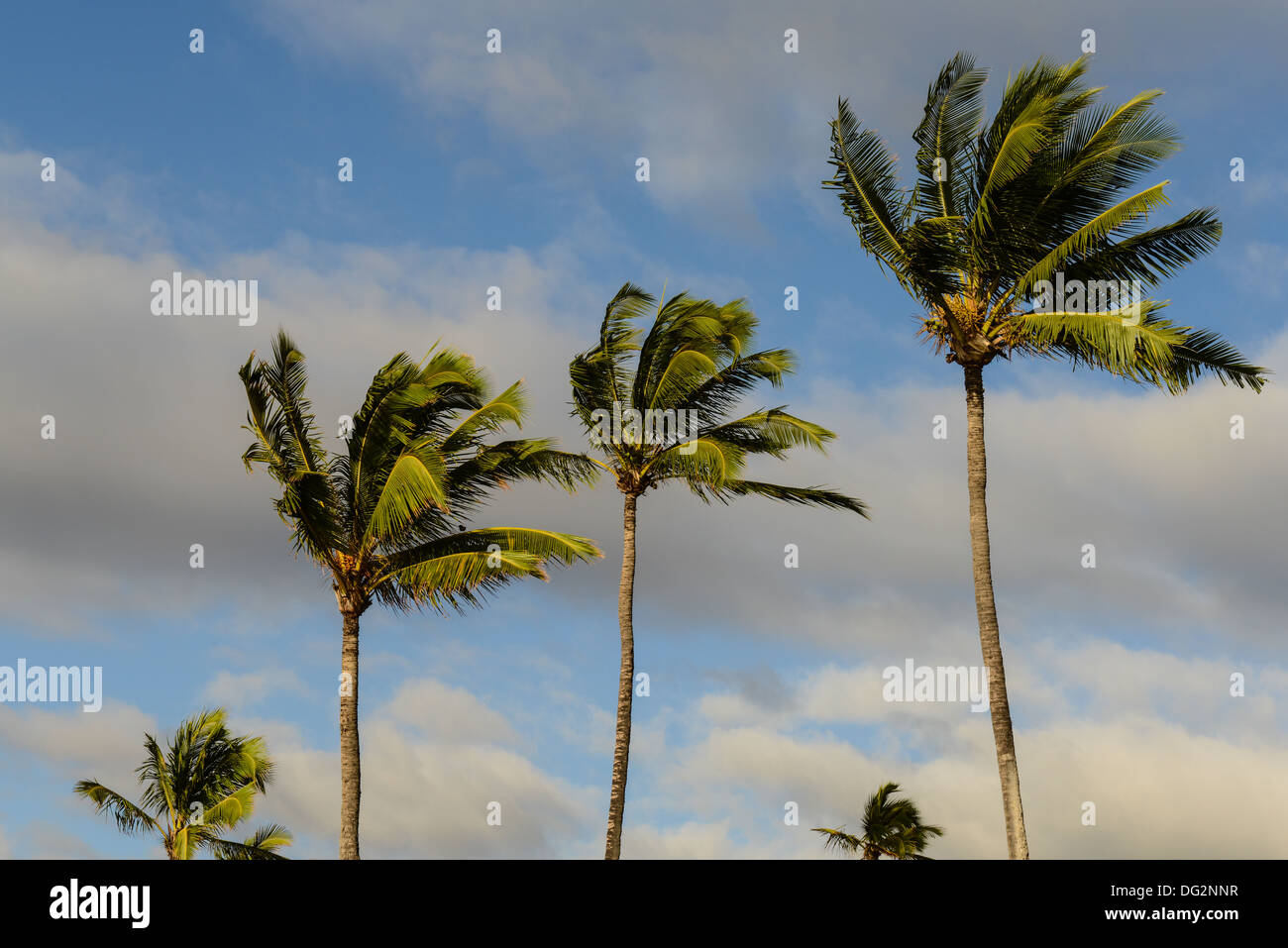 Palm Trees Blowing in the Wind Stock Photo - Alamy