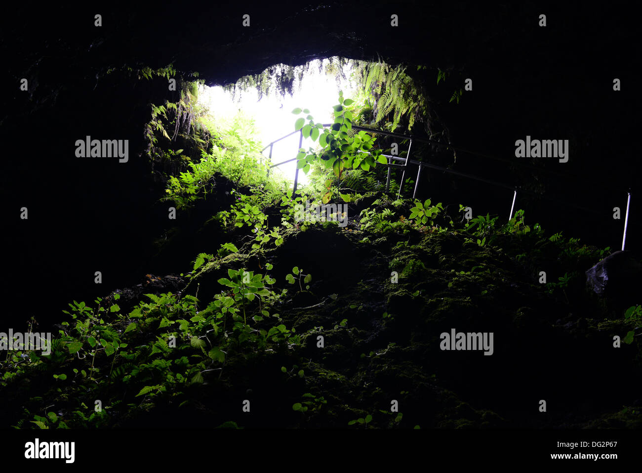 Underground ecosystem hi-res stock photography and images - Alamy