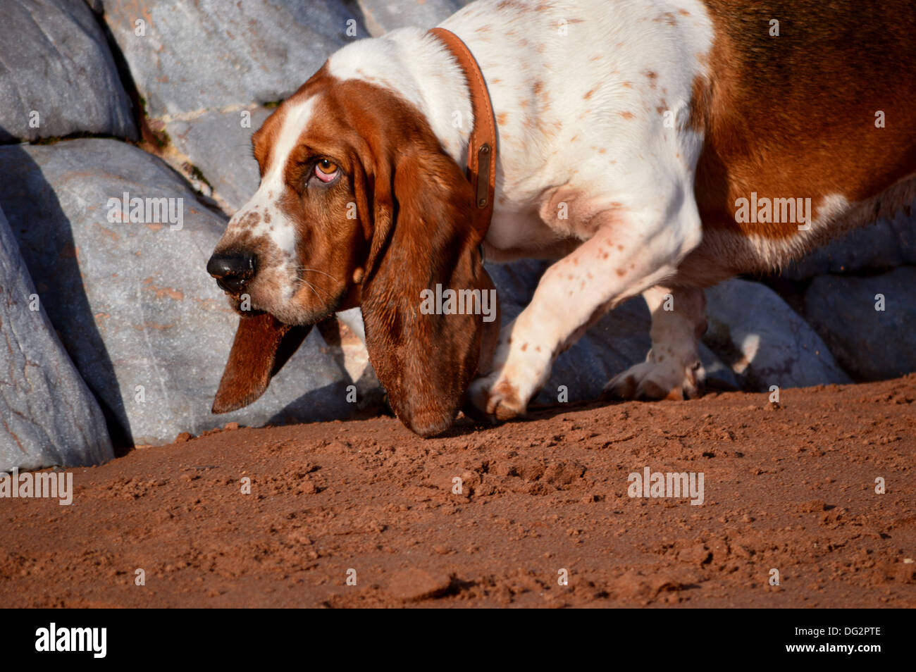 Basset on beach hi-res stock photography and images - Alamy