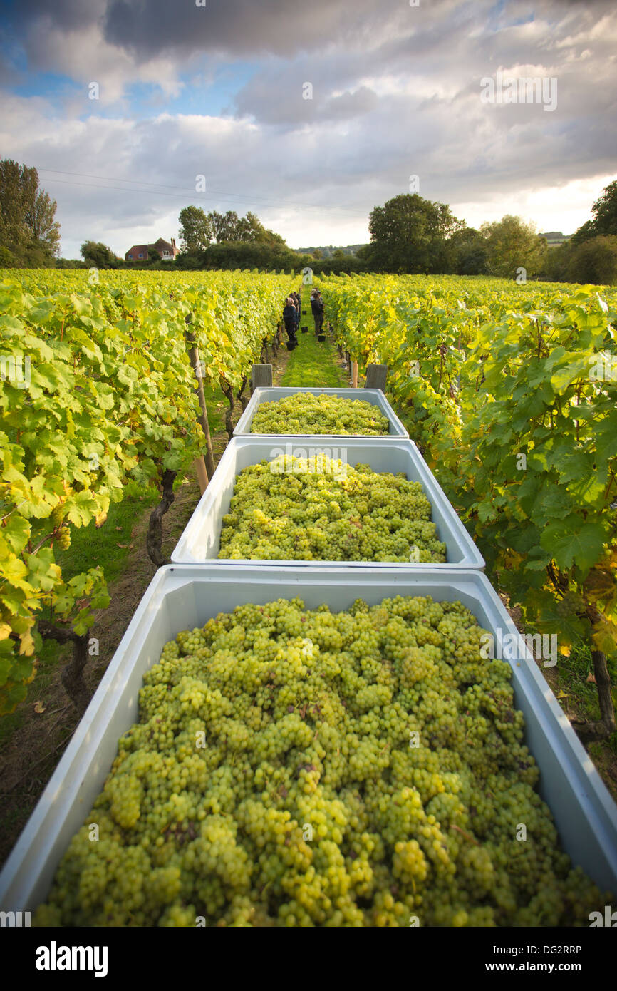 Fruit pickers in the vineyards at English wine maker Chapel Down Wines ...