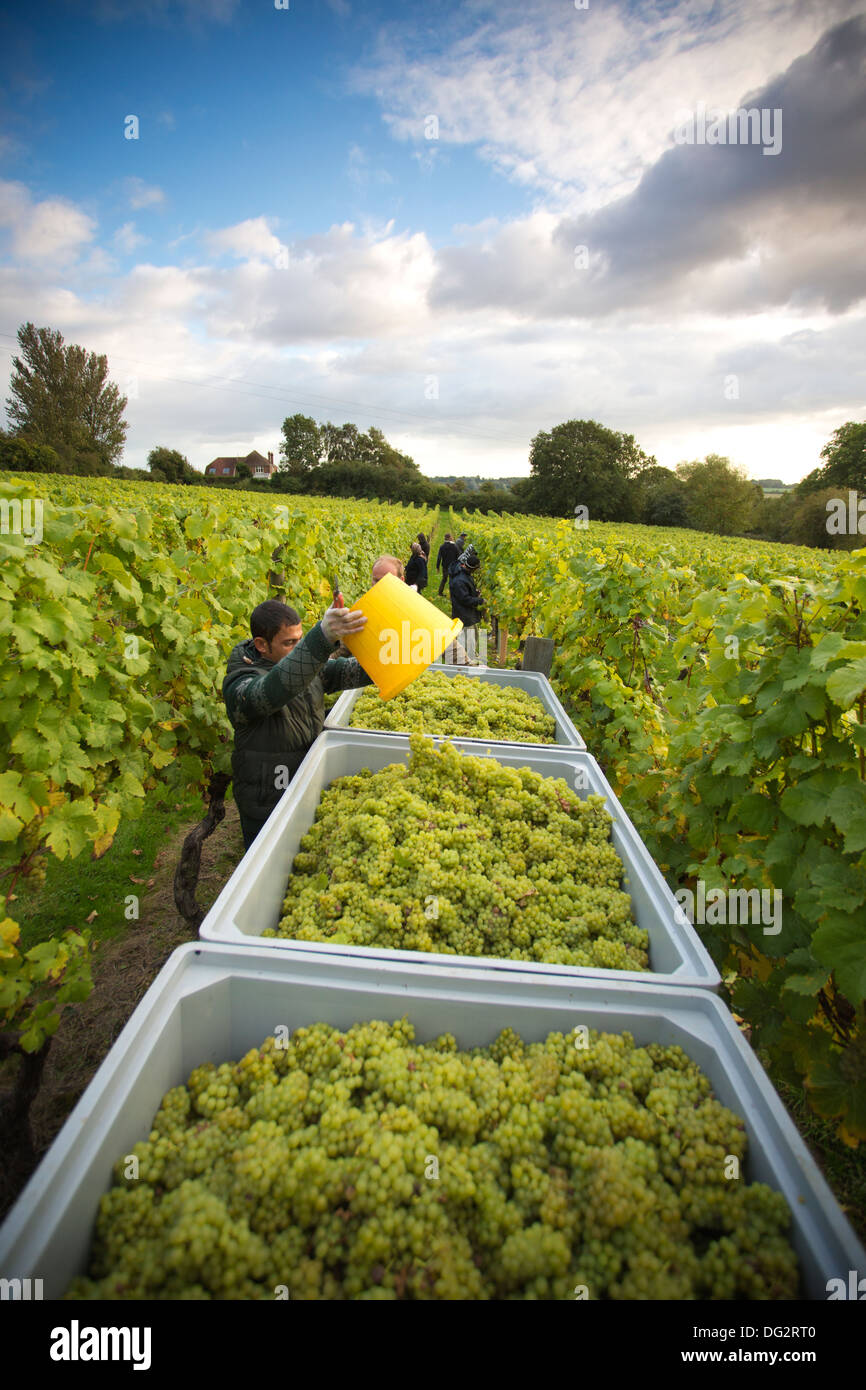 English Vineyards High Resolution Stock Photography and Images - Alamy