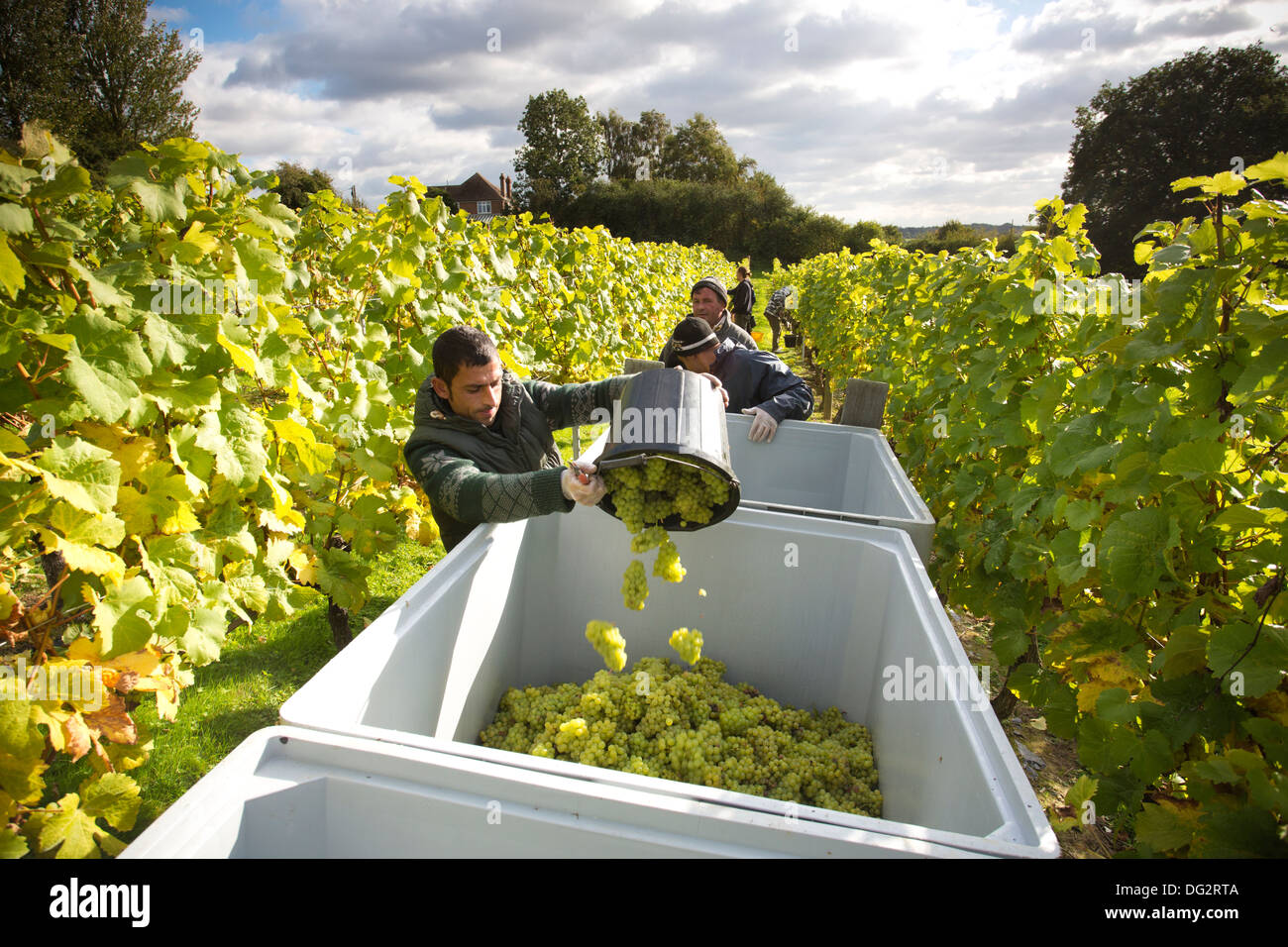 Fruit pickers in the vineyards at English wine maker Chapel Down Wines ...