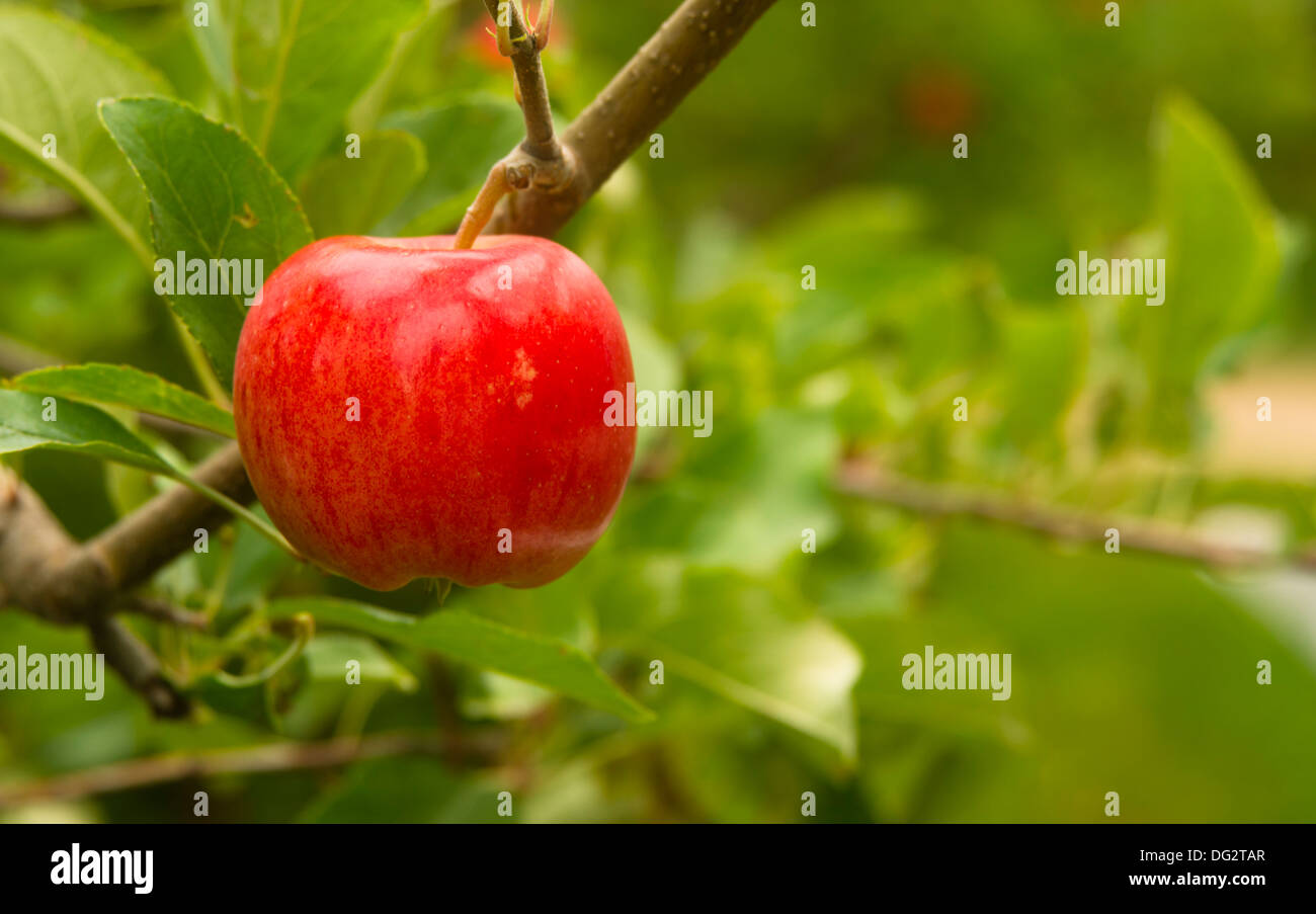 Sweet Red Apple growing in farmer's fruit orchard Stock Photo - Alamy