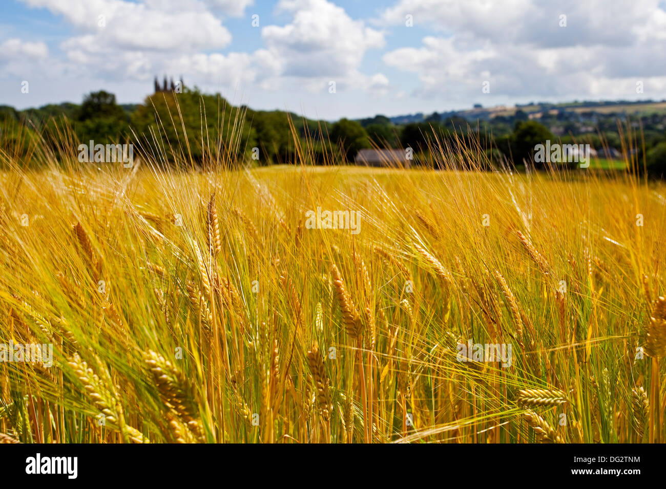 Barley field crop hi-res stock photography and images - Alamy