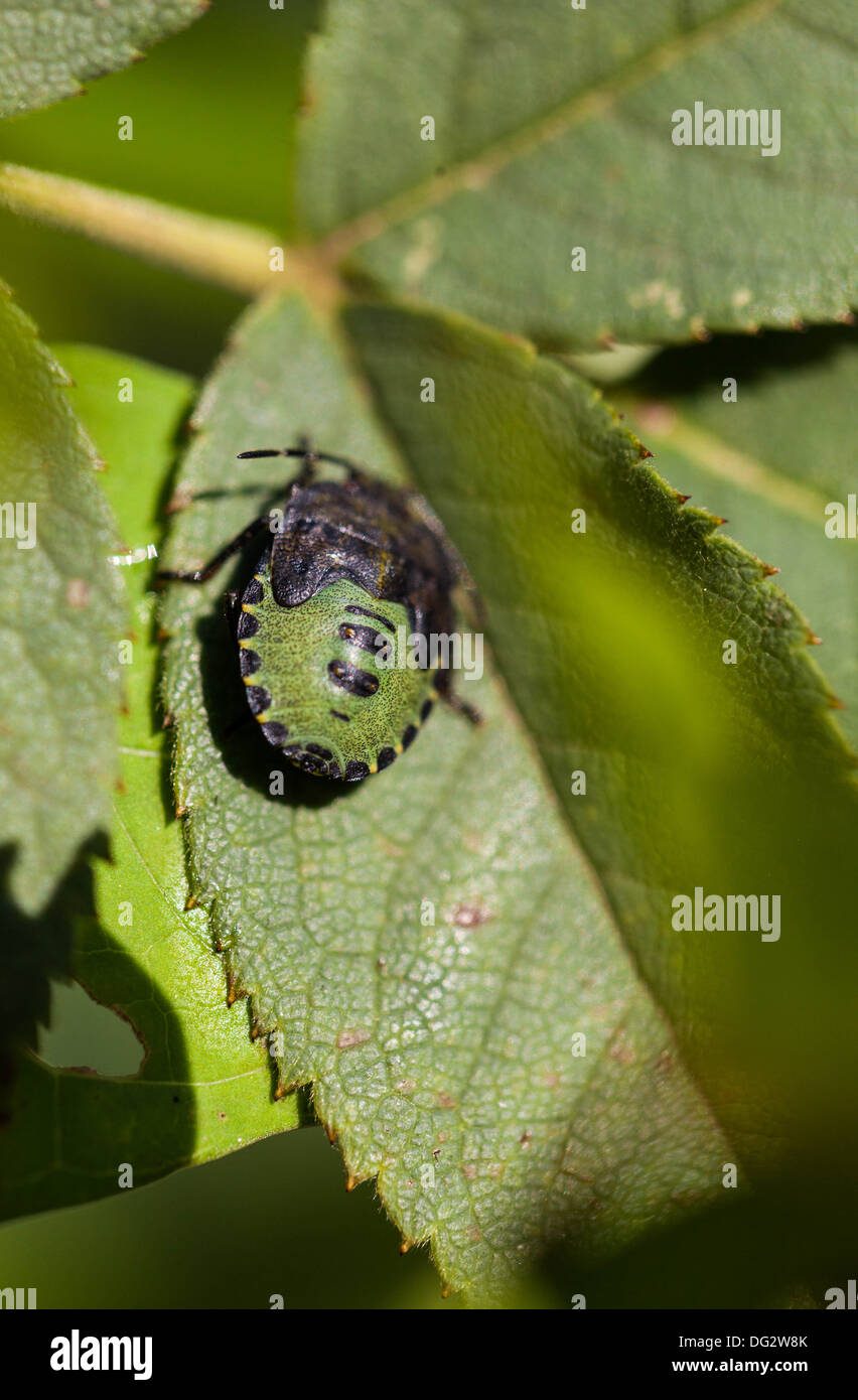 Nymph hi-res stock photography and images - Alamy