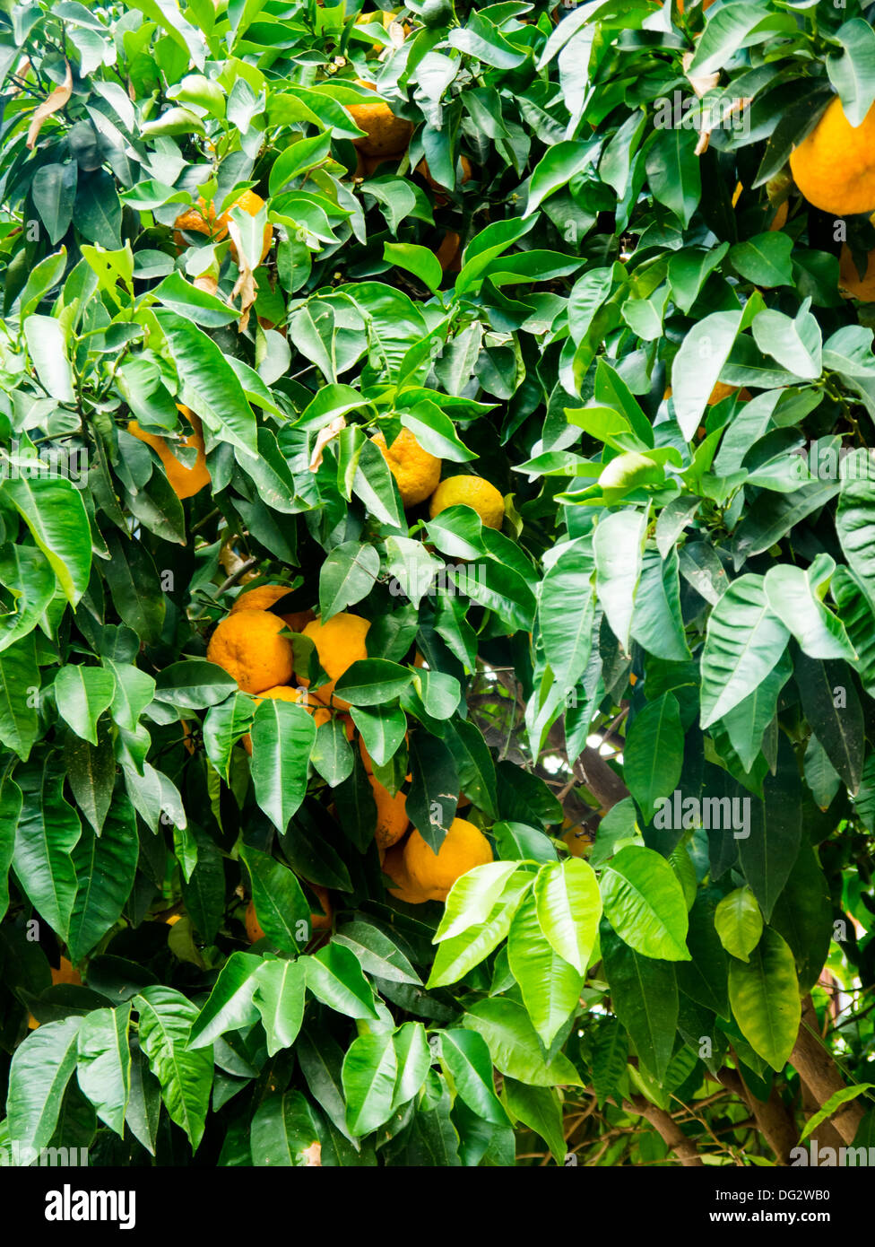 Oranges growing in a tree on the Mediterranean island of Cyprus Stock ...