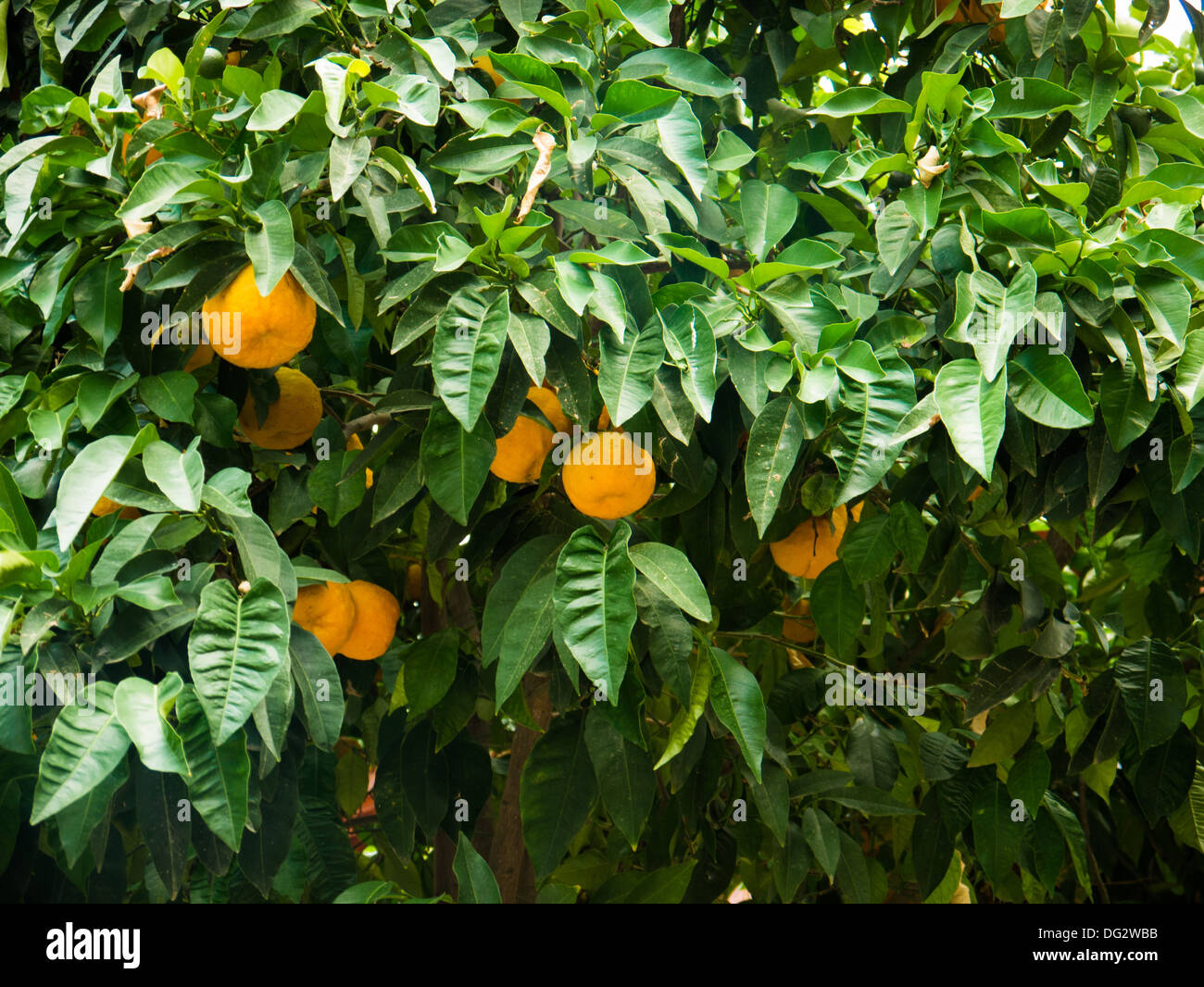 Oranges growing in a tree on the Mediterranean island of Cyprus Stock ...