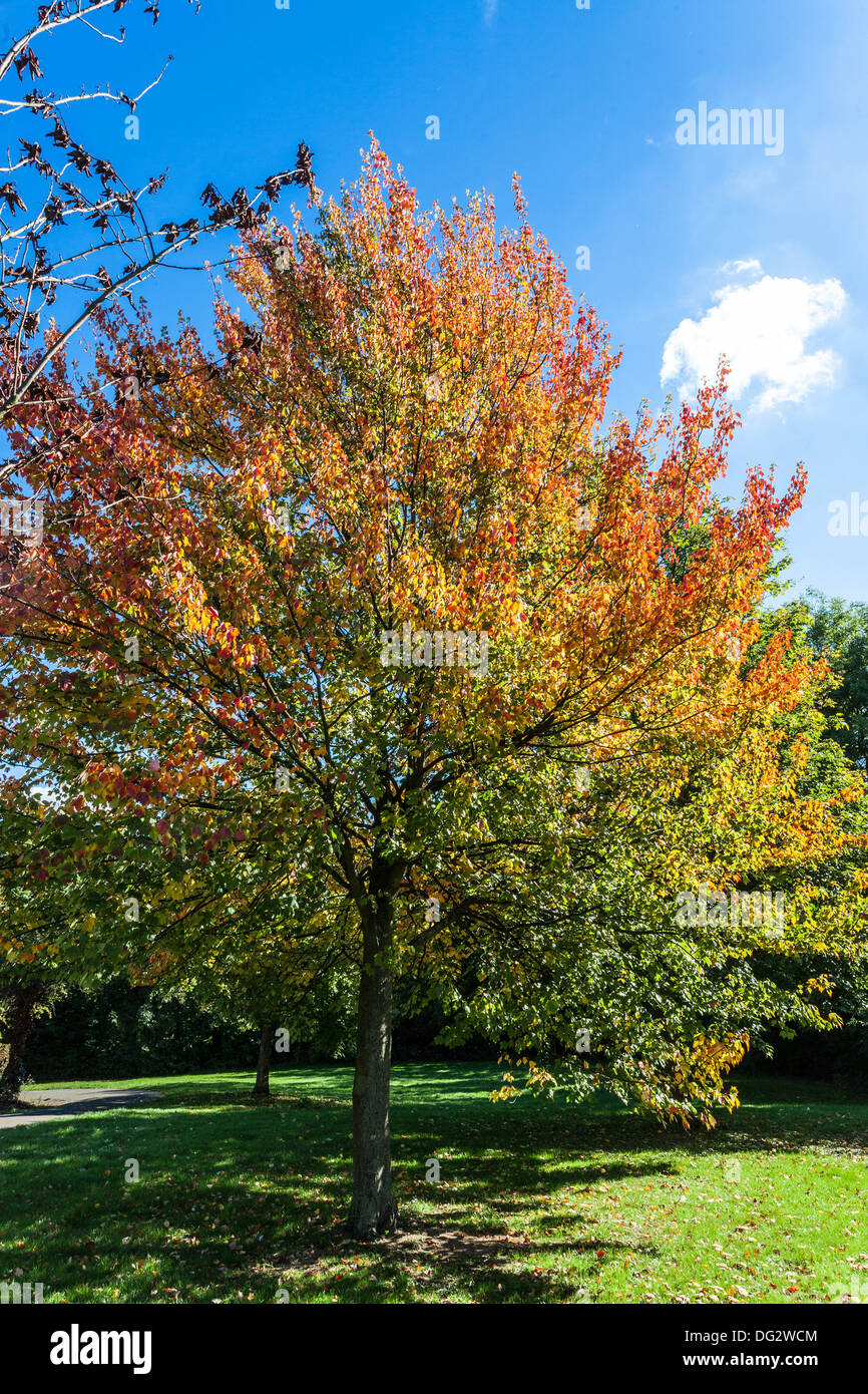 Colourful autumn tree, London, England, UK Stock Photo - Alamy