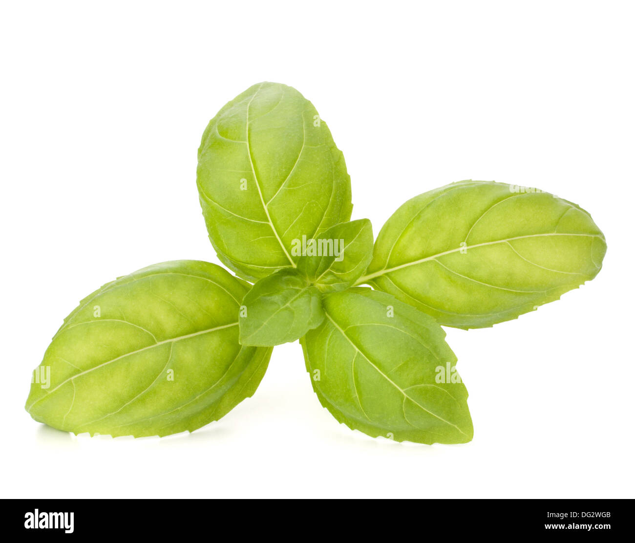 Sweet basil leaves isolated on white background Stock Photo - Alamy