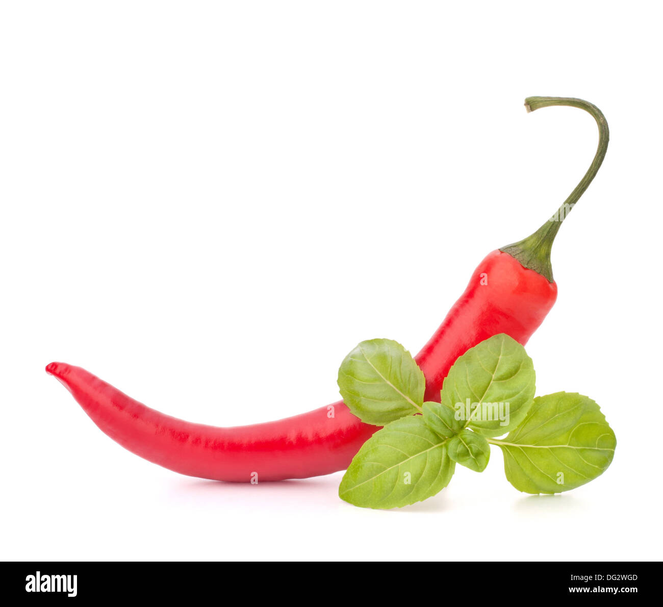 Hot red chili or chilli pepper and basil leaves still life isolated on ...