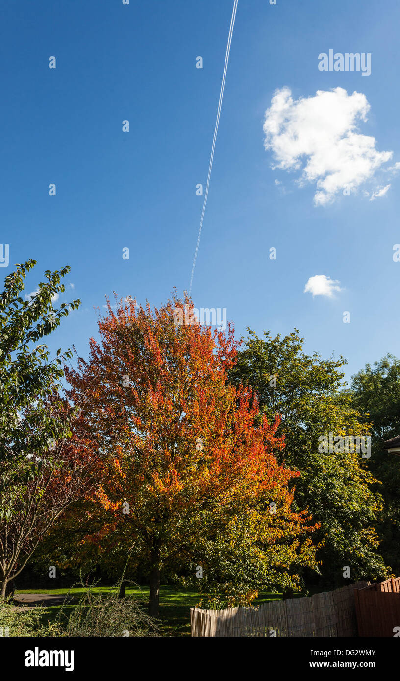 Colourful autumn trees, London, England, UK Stock Photo - Alamy Colourful autumn trees, London, England, UK Stock Photo - Alamy