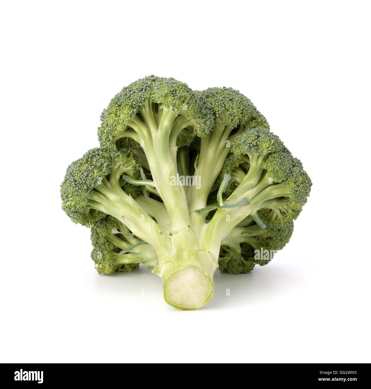 Broccoli vegetable isolated on white background Stock Photo - Alamy