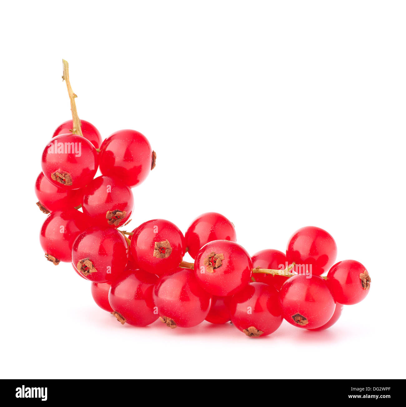 Red currants isolated on white background cutout Stock Photo - Alamy