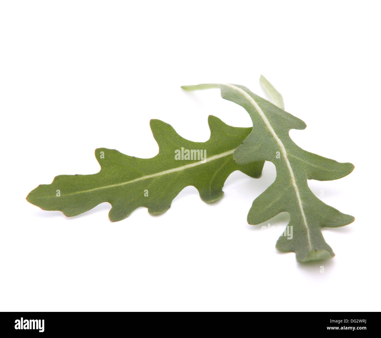 Sweet rucola salad or rocket lettuce leaves isolated on white ...