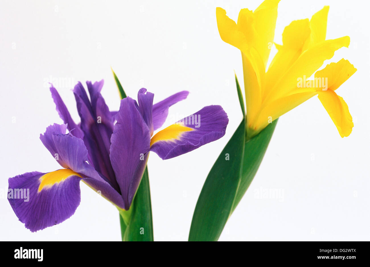 Xiphium iris hi-res stock photography and images - Alamy