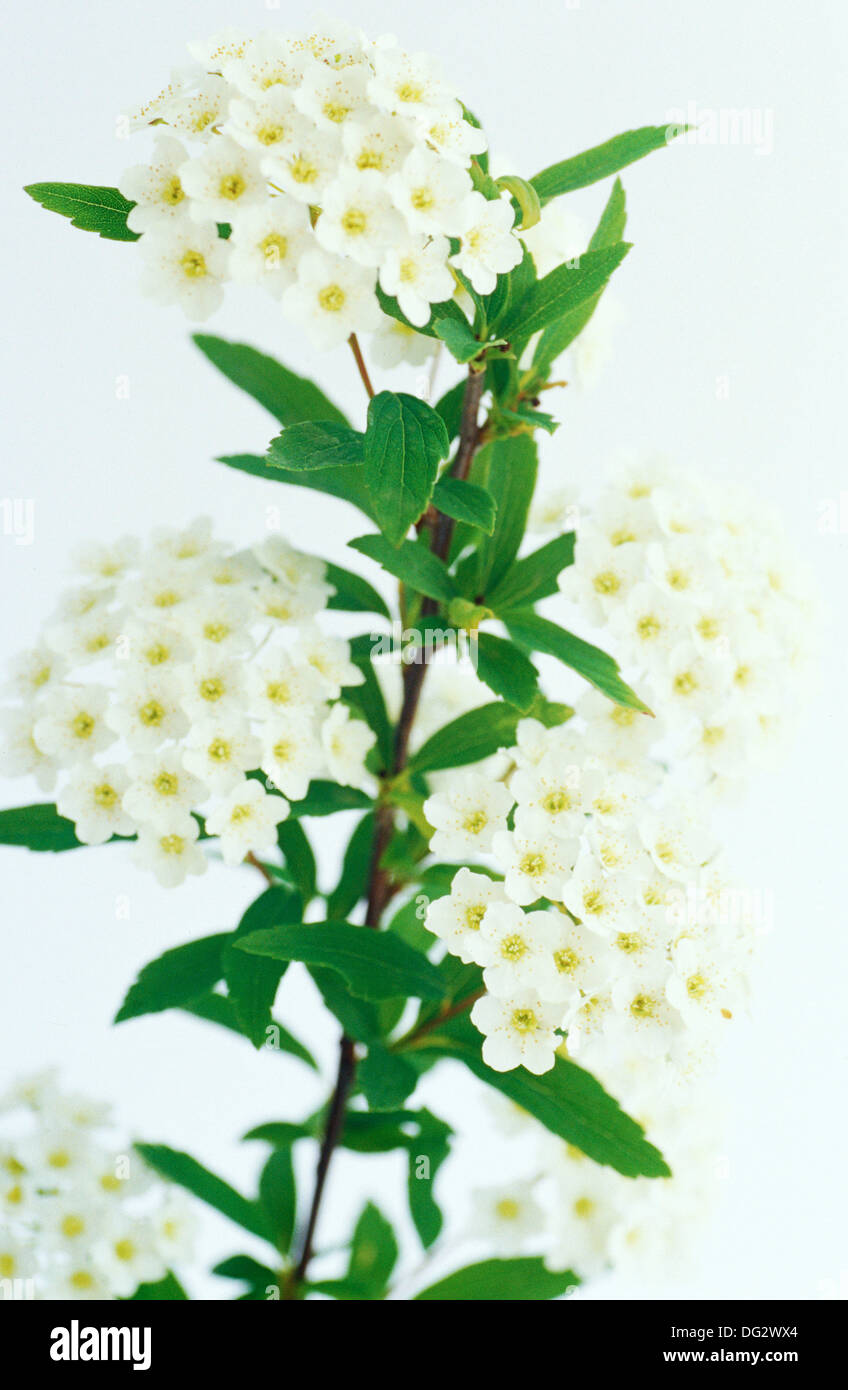 Spirea trilobata hi-res stock photography and images - Alamy