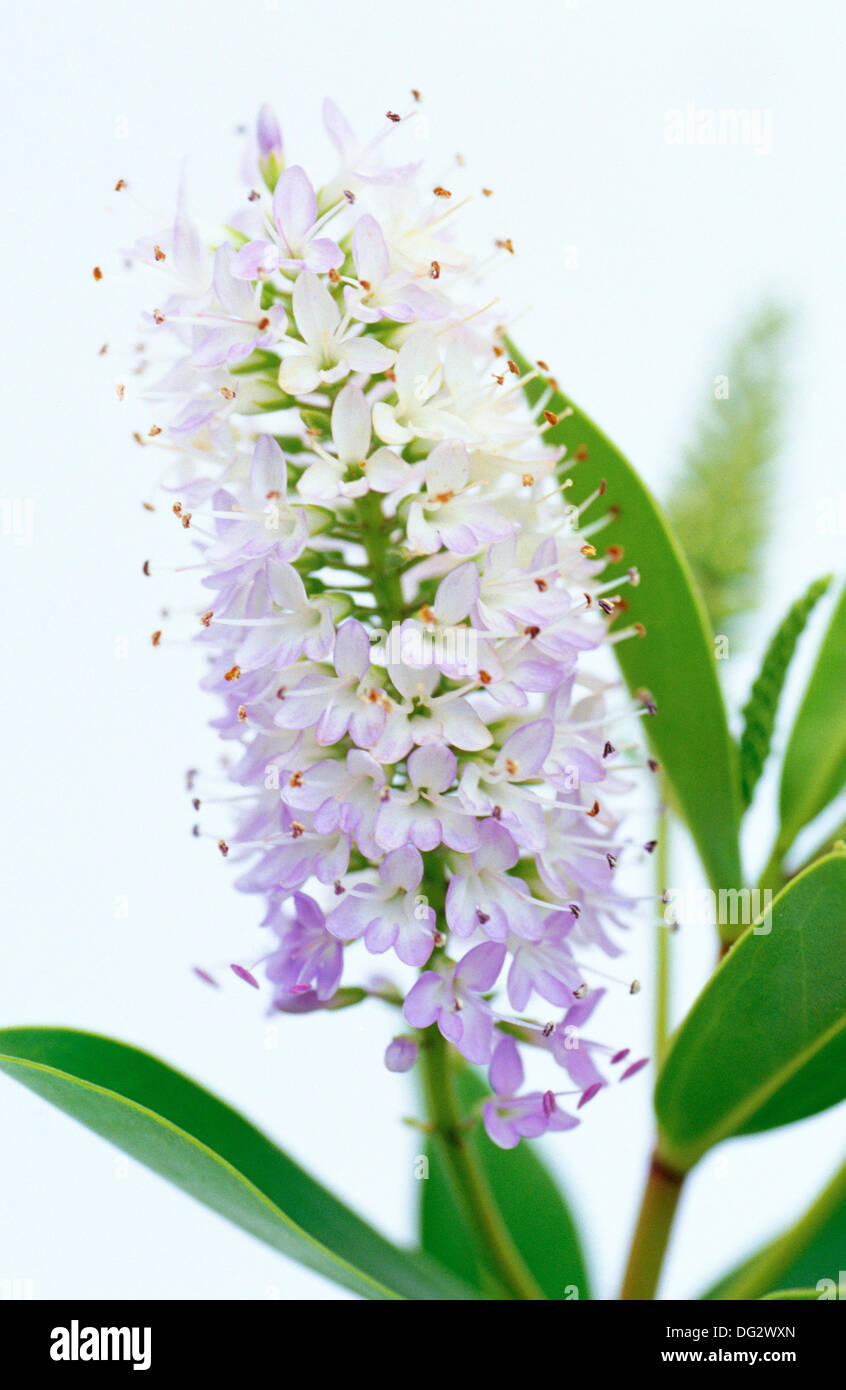 Veronica Sp High Resolution Stock Photography and Images - Alamy