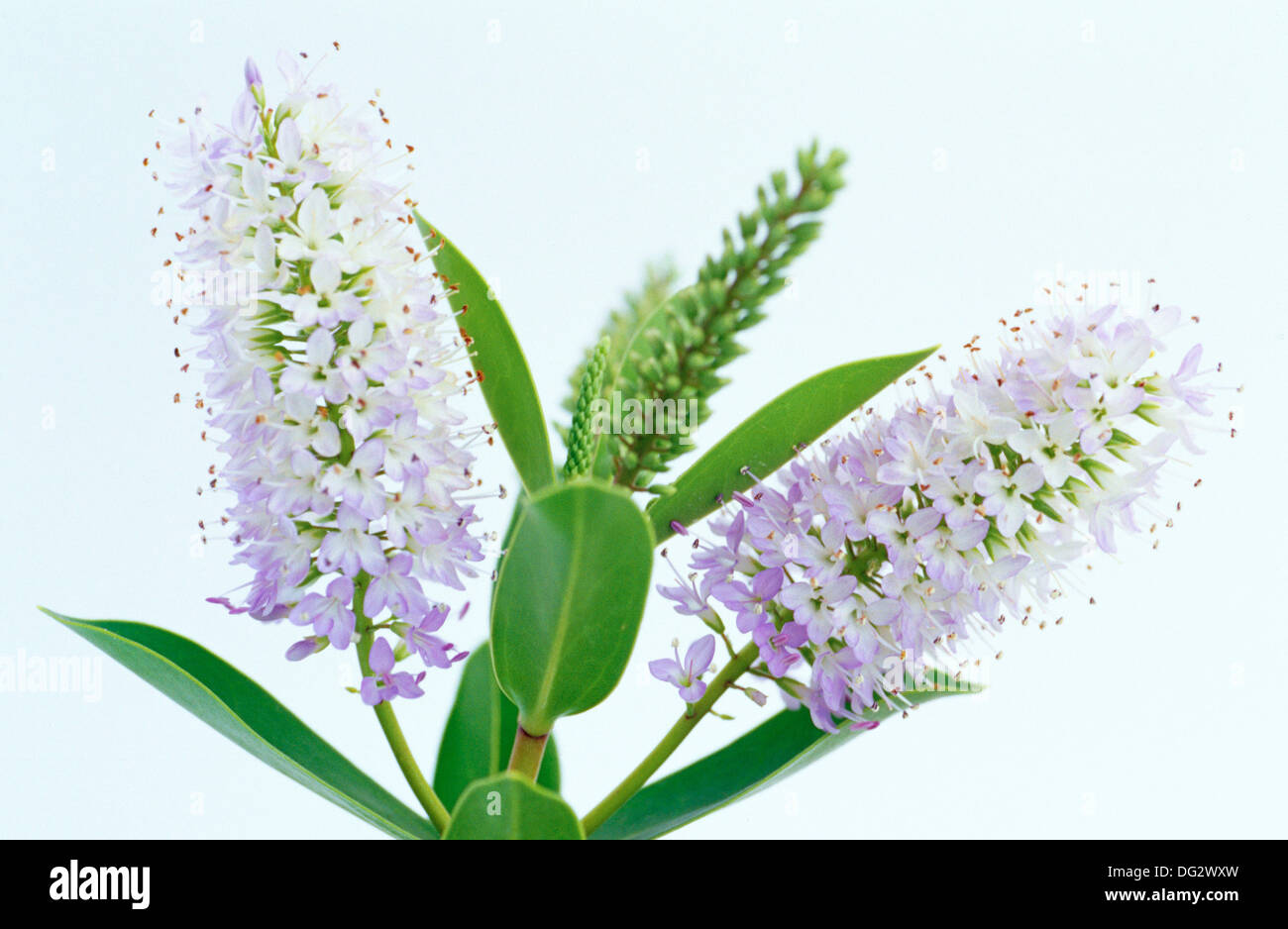 Veronica sp hi-res stock photography and images - Alamy