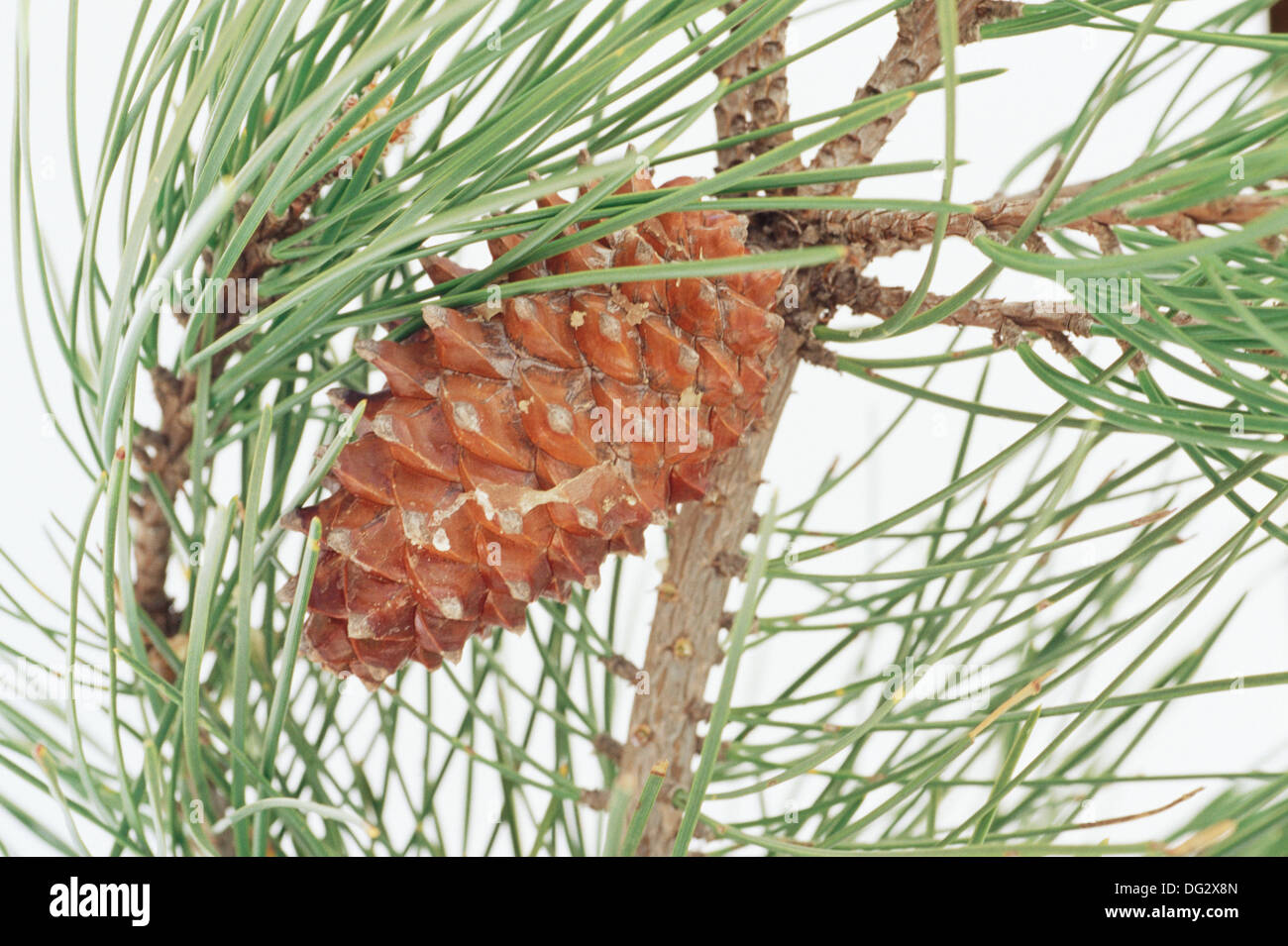 Pinus pinaster cone hi-res stock photography and images - Alamy