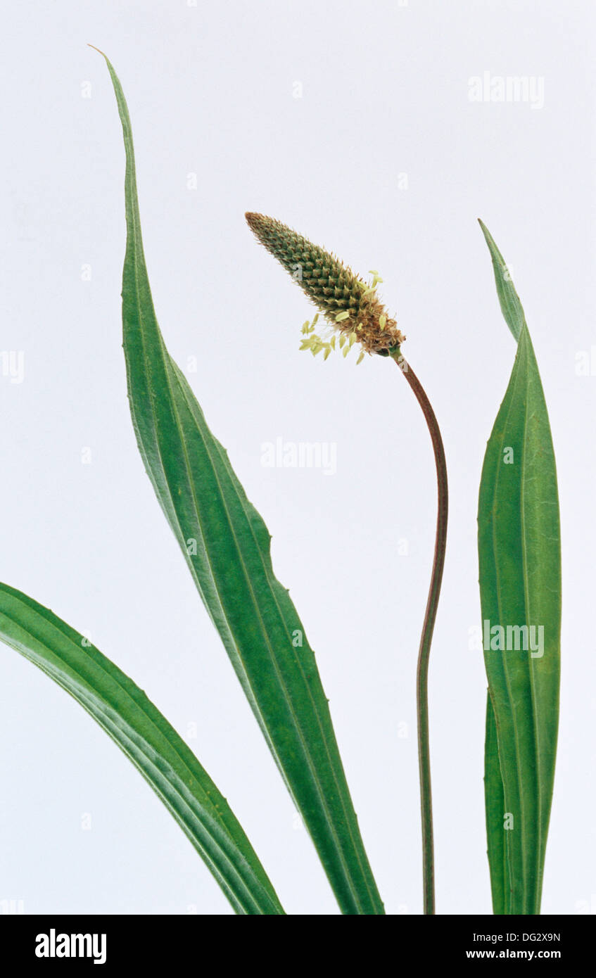 Ribgrass Plantago Lanceolata High Resolution Stock Photography and ...